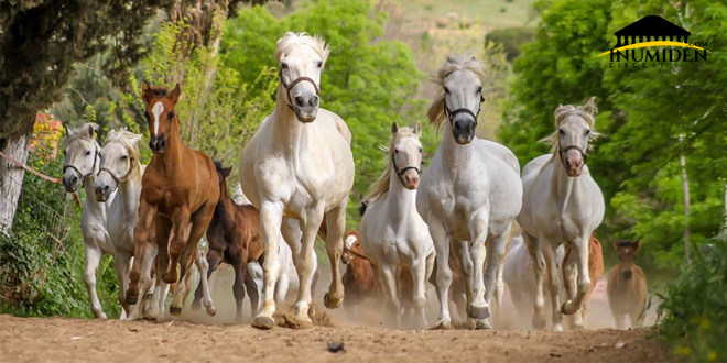 L’épopée du cheval barbe | Inumiden